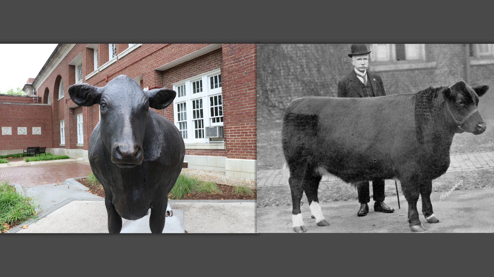 From storage to center stage: New bronze statue of world-famous steer ...