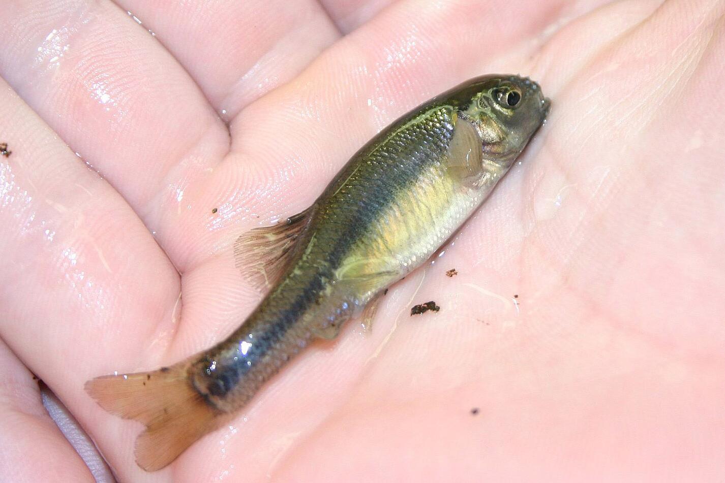 Minnow Fish Baby