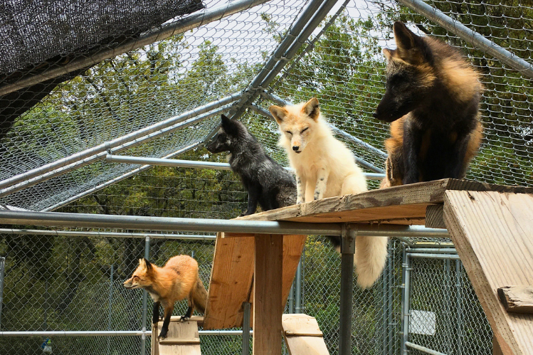 Genetic patterns of world’s farmed, domesticated foxes revealed via ...
